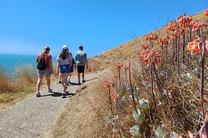 Godley Head Scenic Drive & Guided Walk (Shore Excursion) - An In-Depth Look at the Godley Head Scenic Drive & Guided Walk