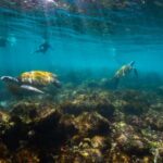 Gold Coast: Snorkeling with Turtles Half-Day Tour - Why This Tour Excels
