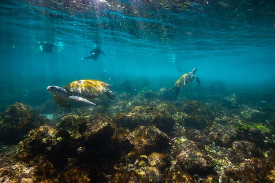 Gold Coast: Snorkeling with Turtles Half-Day Tour - Why This Tour Excels