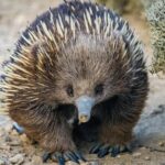 Great Ocean Road Private Tour - Who Is This Tour Best For?