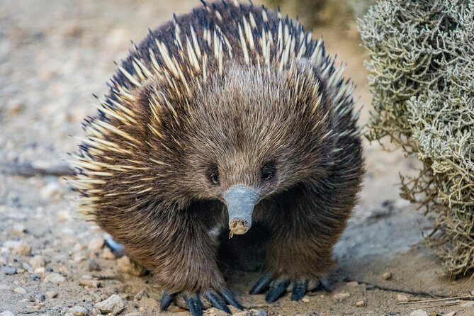 Great Ocean Road Private Tour - Who Is This Tour Best For?