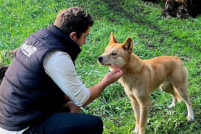 Great Ocean Road Small Group Tour with Dingos, Sparkling & Lunch - Who Is This Tour Best Suited For?