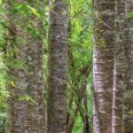 Guided Puketi Kauri Forest Tour in Bay of Islands - Pricing and Value