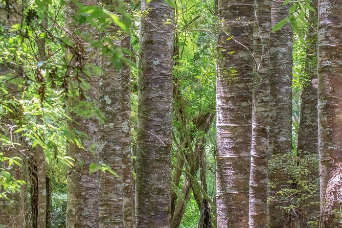 Guided Puketi Kauri Forest Tour in Bay of Islands - Pricing and Value