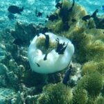 Guided Snorkeling and Relaxation on the Motu Ofetaro in Raiatea - FAQ