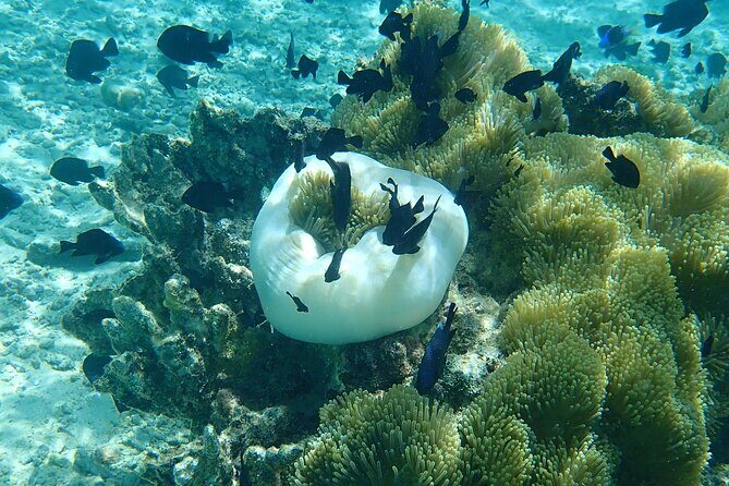 Guided Snorkeling and Relaxation on the Motu Ofetaro in Raiatea - FAQ