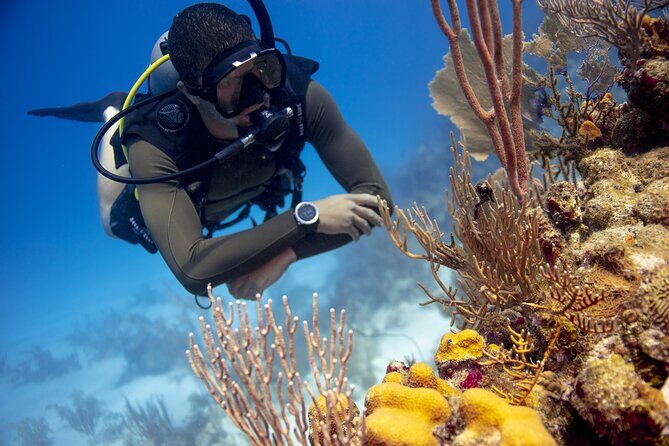 Half-Day Private Discover Dive at Australia's Iconic Beach - Who Will Love This Experience?