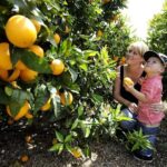 Half-Day Swan Valley Walk & Fruit Orchard - Exploring the Swan Valley Half-Day Tour in Detail