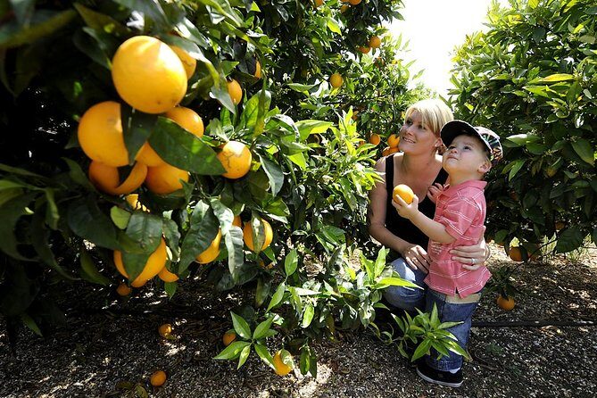 Half-Day Swan Valley Walk & Fruit Orchard - Exploring the Swan Valley Half-Day Tour in Detail