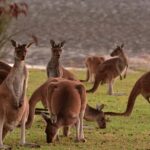 Half-Day Swan Valley & Wildlife Park Tour - Transportation and Group Size
