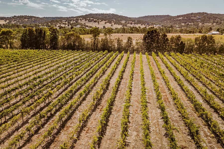 Half-Day Swan Valley Wine Tour with Tastings - From Perth - Itinerary Breakdown: What to Expect on the Day