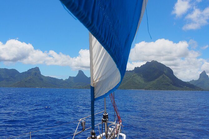 Half day whale watching - Without launch - Exploring the Sailing Experience