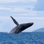 Half day Whales watching PRIVATE group - Analyzing the Value of This Tour