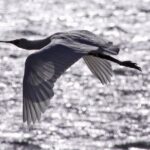 Harbour to Highlands: Scenic Ferry & Larnach Castle Tour-DUNEDIN - Frequently Asked Questions