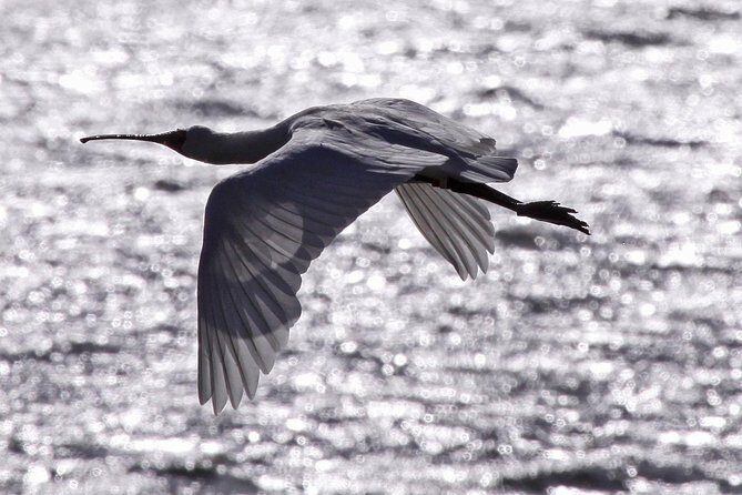 Harbour to Highlands: Scenic Ferry & Larnach Castle Tour-DUNEDIN - Frequently Asked Questions