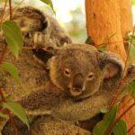 Hartley Crocodile Park with Kuranda, Skyrail Cableway and Train - Cost and Value