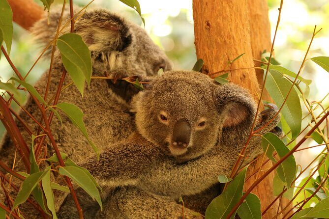 Hartley Crocodile Park with Kuranda, Skyrail Cableway and Train - Cost and Value