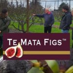 Hawke Bay Local Producers Tour Tastings and Lunch Included - Comfort and Convenience