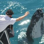 Hervey Bay: Half-Day Whale-Watching Cruise - What Makes This Tour Stand Out?