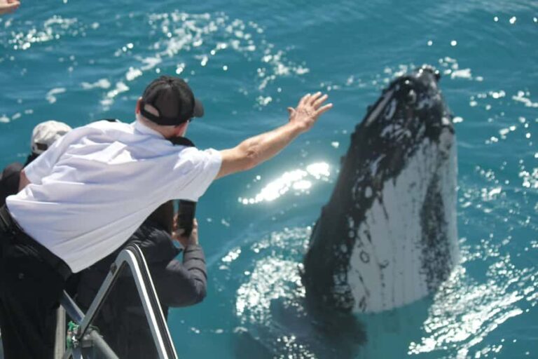 Hervey Bay: Half-Day Whale-Watching Cruise - What Makes This Tour Stand Out?