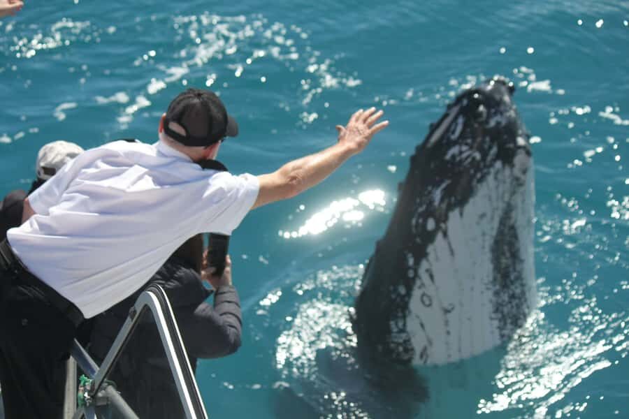 Hervey Bay: Half-Day Whale-Watching Cruise - What Makes This Tour Stand Out?