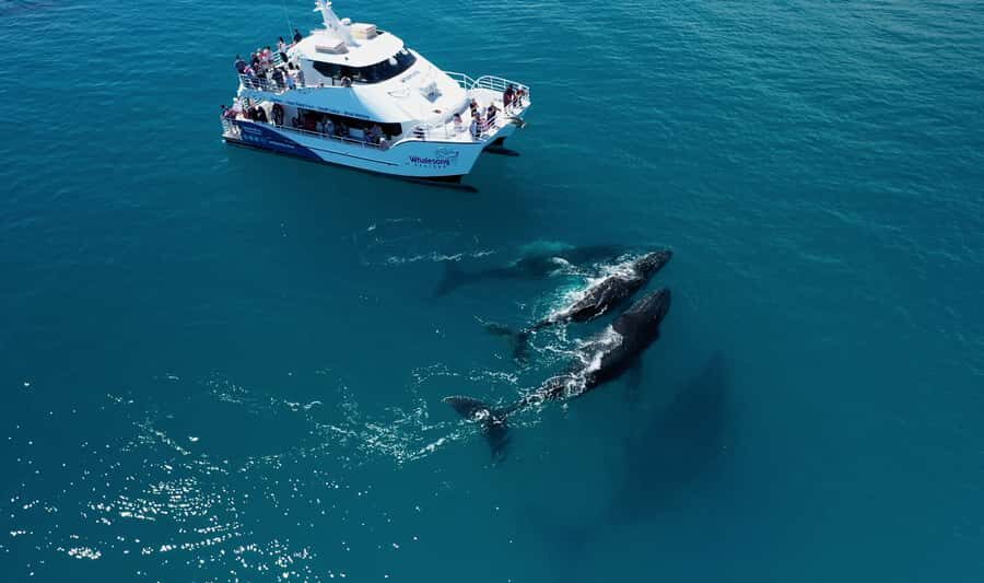 Hervey Bay: Whalesong's Half-Day Whale Watching Cruise& Meal - Why Travelers Love This Tour