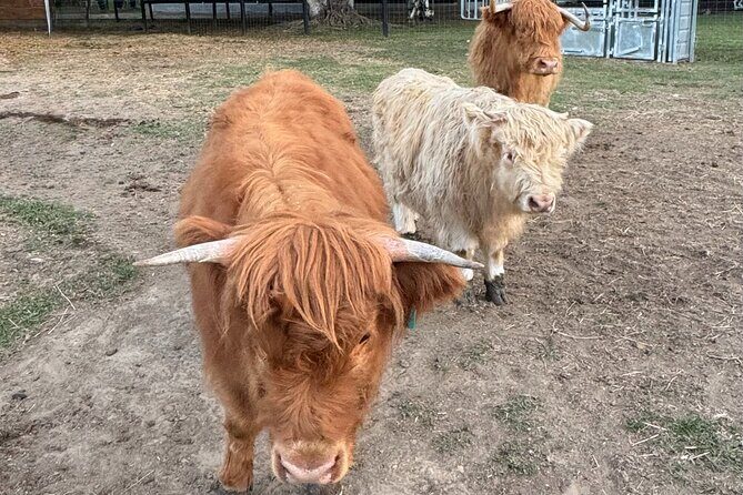 Highland Cow Experience - Final Thoughts