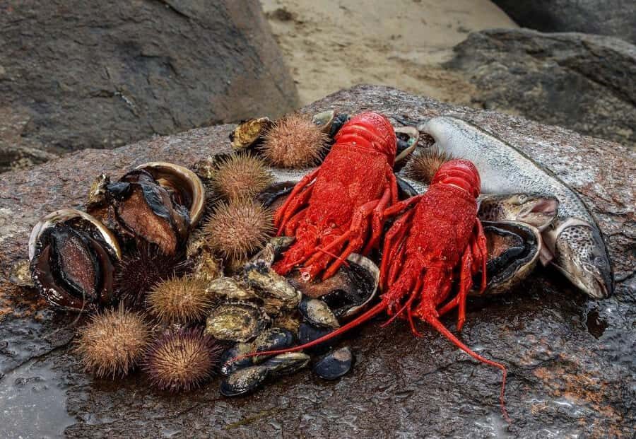 Hobart: Full-Day Tasmania Gourmet Seafood Cruise - The Itinerary: What to Expect from Start to Finish