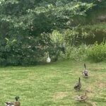 Hobart Shore Excursion Aussie Wildlife and Sighseeing Shared Tour - Final Thoughts: Is This Tour for You?