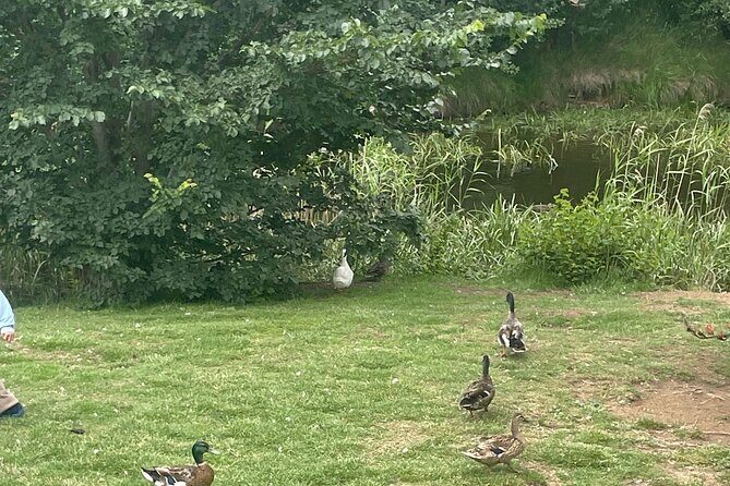 Hobart Shore Excursion Aussie Wildlife and Sighseeing Shared Tour - Final Thoughts: Is This Tour for You?