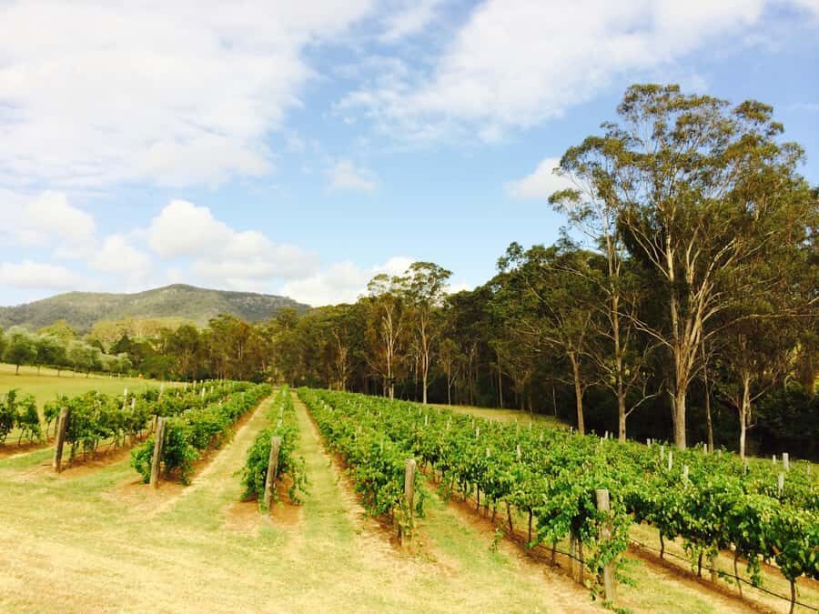Hunter Valley: Tulloch Wines Mystery Wine & Cheese Tasting - A Closer Look at the Experience