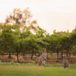 Hunter Valley Winery - Premium Tasting for Private Tours - What Makes This Tour Stand Out?