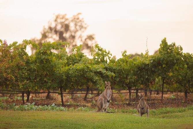 Hunter Valley Winery - Premium Tasting for Private Tours - What Makes This Tour Stand Out?