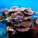 Island Day Tour Santo's Best Snorkeling Marine Sanctuary - The Experience: What Travelers Say and What You’ll Likely Encounter