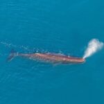 Kaikoura Helicopters Extended Whale Watch - An In-Depth Look at the Kaikoura Whale Watch by Helicopter