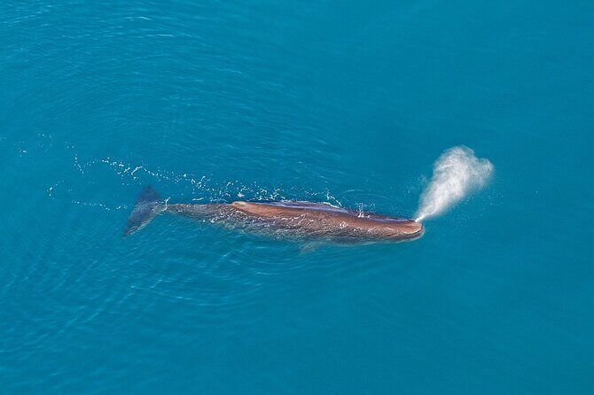 Kaikoura Helicopters Extended Whale Watch - An In-Depth Look at the Kaikoura Whale Watch by Helicopter