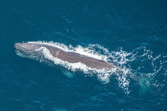 Kaikoura Helicopters Top n Tail Whale Watch flight - A Detailed Look at the Itinerary