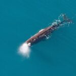 Kaikoura Whales - Marine Wildlife Encounters