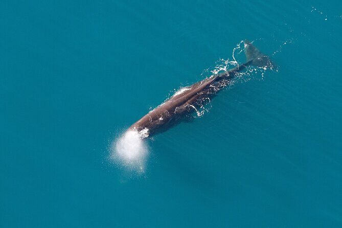 Kaikoura Whales - Marine Wildlife Encounters