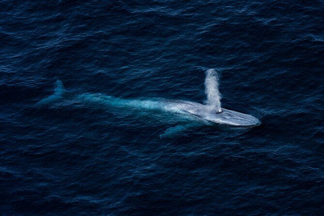 Kaikura Whale Watching - 1hr 20min Ultimate Adventure - Why This Tour Is a Must-Do
