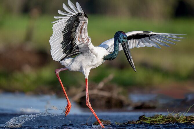 Kakadu National Park Evening Tour + Yellow Water Sunset Cruise - Practical Aspects and Value