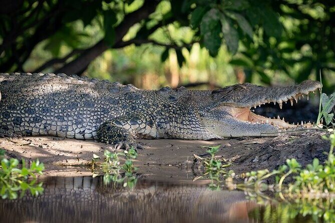 Kakadu National Park Full Day Tour + Yellow Water River Cruise - Transport, Group Size, and Overall Value