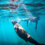 Kangaroo Island: Dolphin, Seal, and Swimming Boat Tour - Who Will Love This Tour?