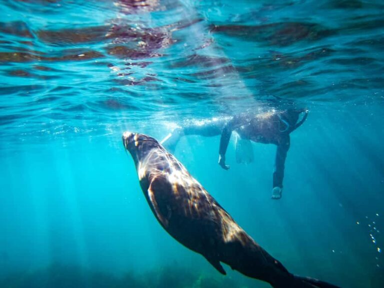 Kangaroo Island: Dolphin, Seal, and Swimming Boat Tour - Who Will Love This Tour?