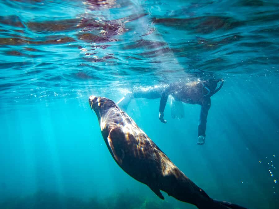 Kangaroo Island: Dolphin, Seal, and Swimming Boat Tour - Who Will Love This Tour?