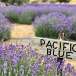 Kangaroo Island - Full Day Tasting Tour - Craft Beer & Final Sips