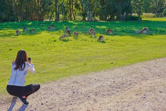 Kangaroos & Koalas in the Wild - Private Nature Experience - Who Should Consider This Tour?