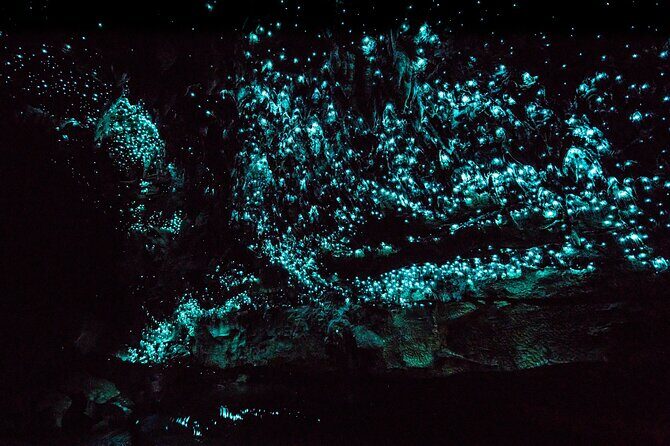 Kawiti Family Glowworm Caves Guided Tour in Bay of Islands - Who Will Enjoy This Tour?