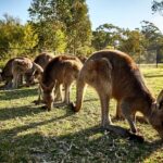 Kiama & Kangaroos - Sydney South Coast Escape - FAQ