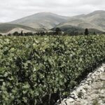 Kinross Winery: Valli Wine Tasting Experience - Price and Value